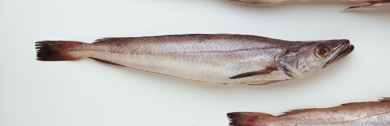 Een goede heek vliegt uit Zuid-Afrika - NRC