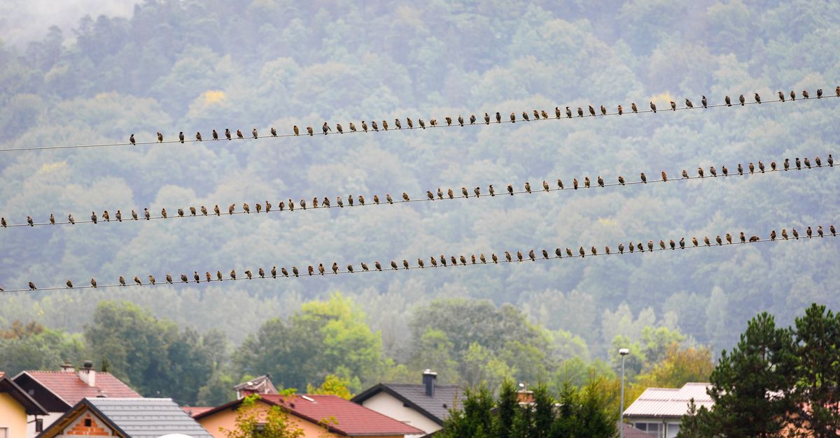 Van trilharen tot drilboren: het belang van geluid, herrie en muziek - NRC