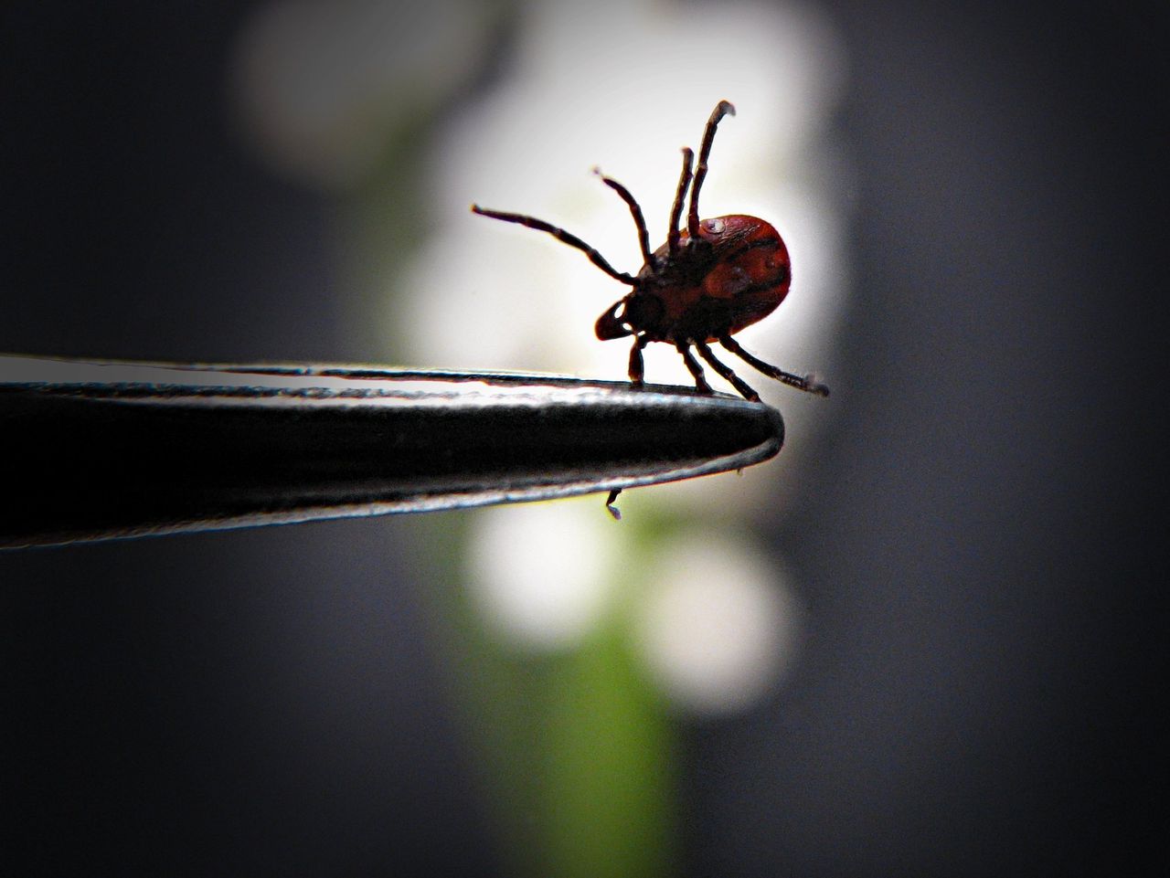 Opnieuw toename patiënten met ziekte van Lyme - NRC