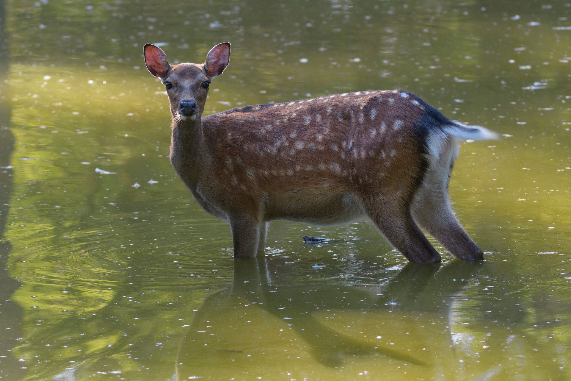 Exotisch duinhert laat zich moeilijk schieten - NRC