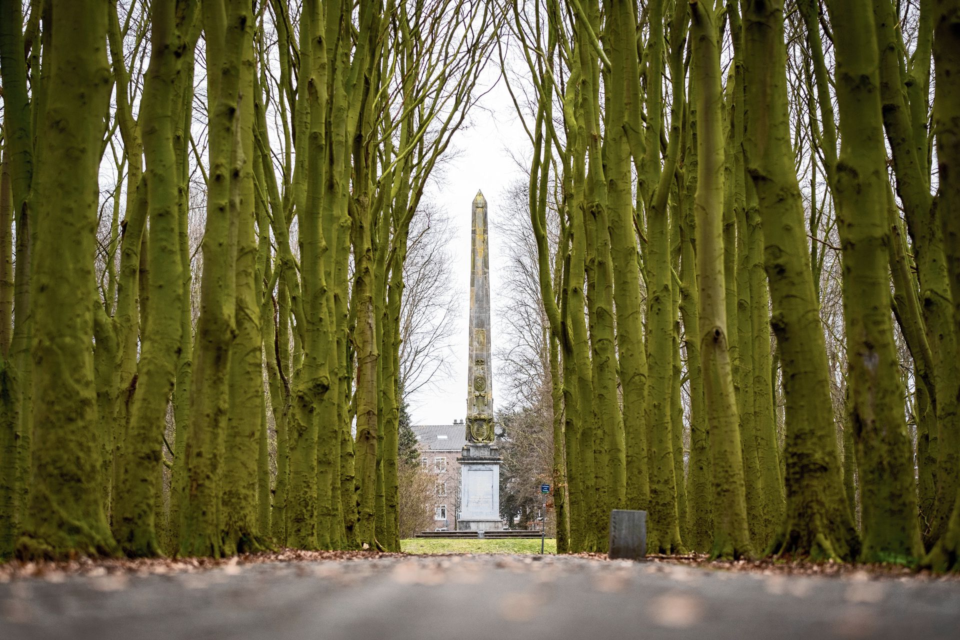 De solitaire naald in het bos is tegelijk fier en hulpeloos - NRC