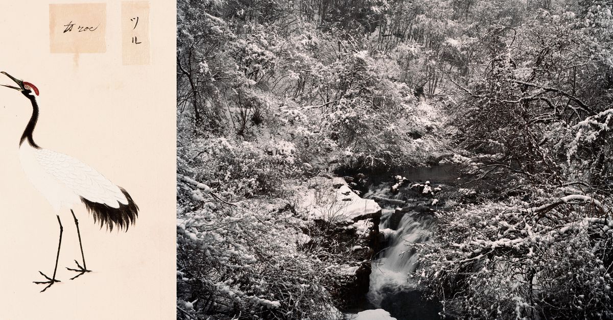 Negen jaar na de kernramp: alleen nog sporen van mensen - NRC