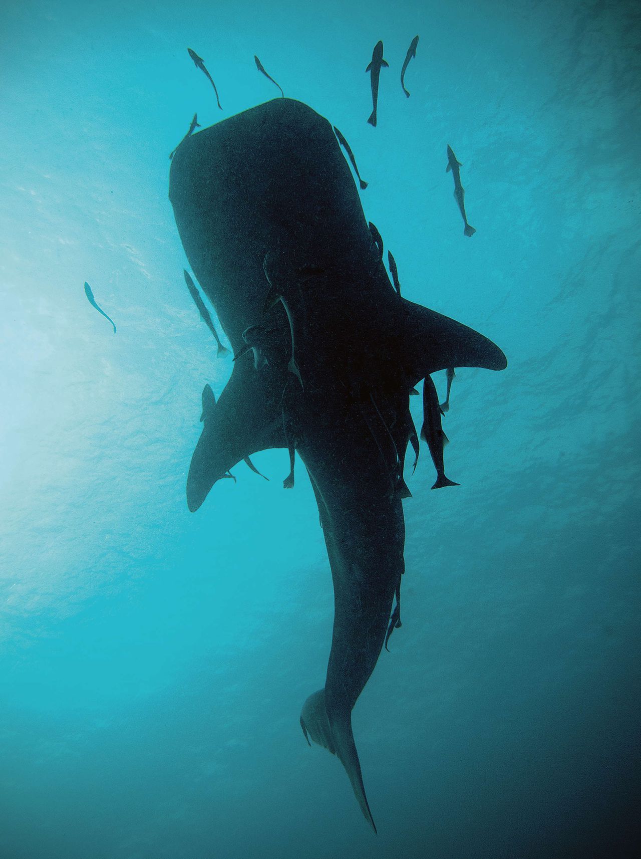 Bioloog heeft vooral oog voor de aller-allergrootste zeereuzen - NRC