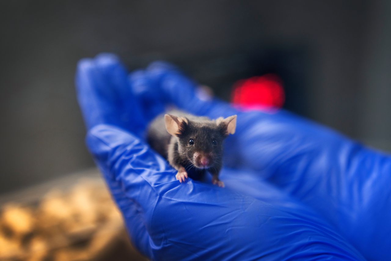 Een wetenschap zonder proefdieren zal voor mensen én dieren ook nadelen ...