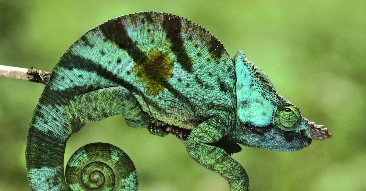 Bekijk 40 jaar Frans Lanting in vijf fotoprojecten - NRC