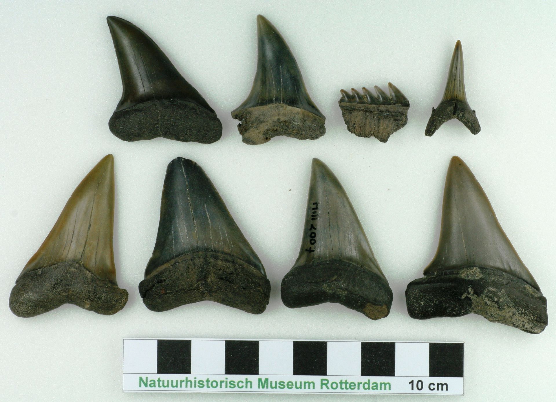 Haaientanden zoeken - NRC