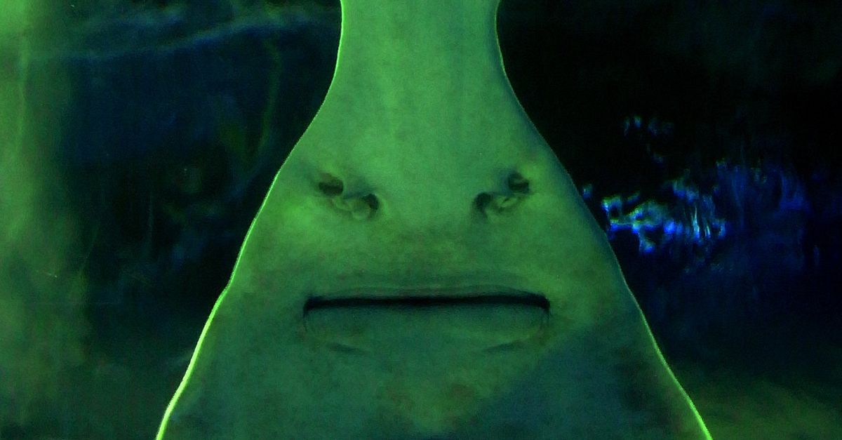 Zaagvis is niet meer wat hij was - NRC