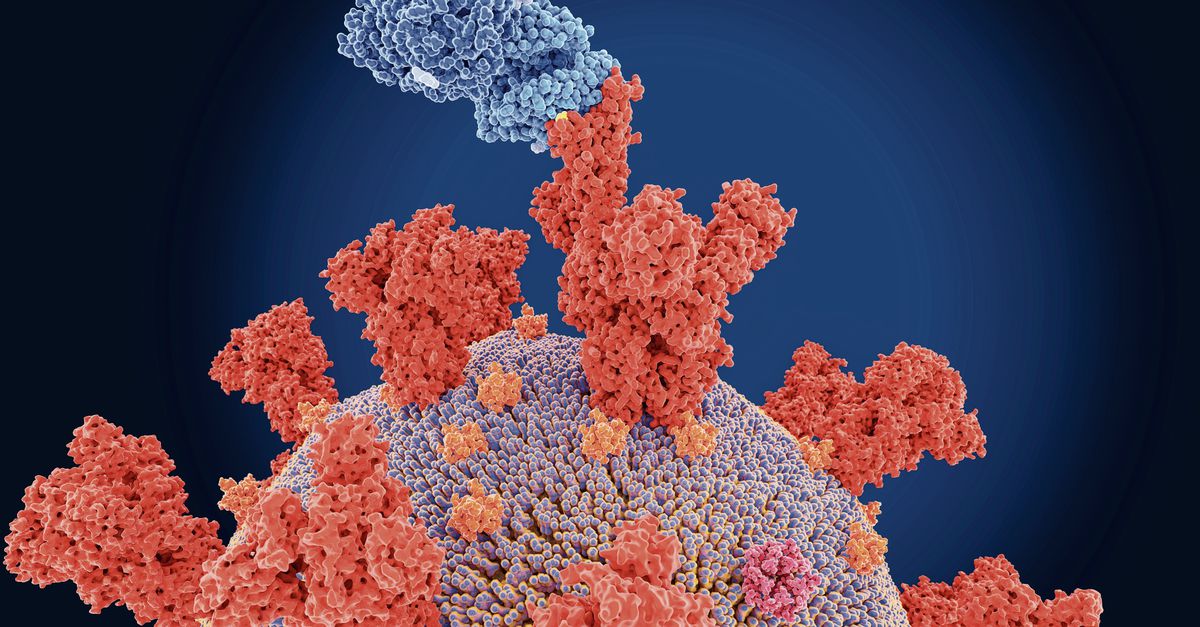Vier vragen over Omikron: wat is er nu bekend? - NRC