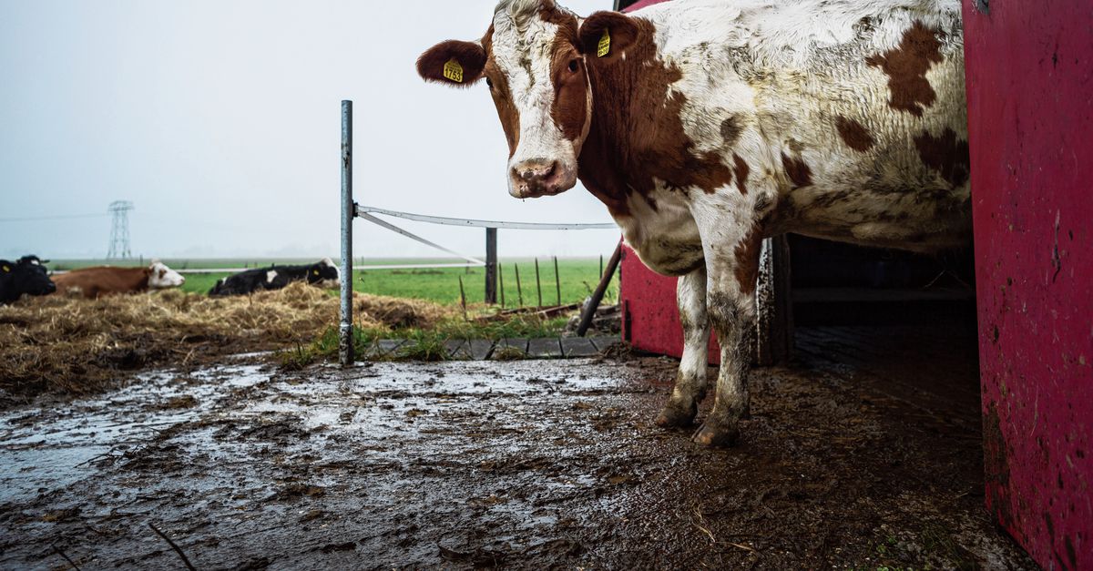 Veevoer moet anders, maar ‘maatwerk ontbreekt’ - NRC