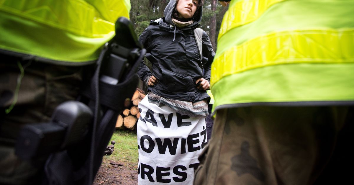 ‘Het oerbos in Oost-Europa zou voor ons net zo belangrijk moeten zijn ...