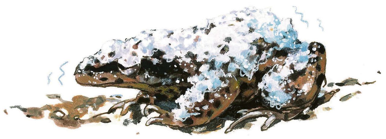 Een kikker bevriest en leeft toch - NRC