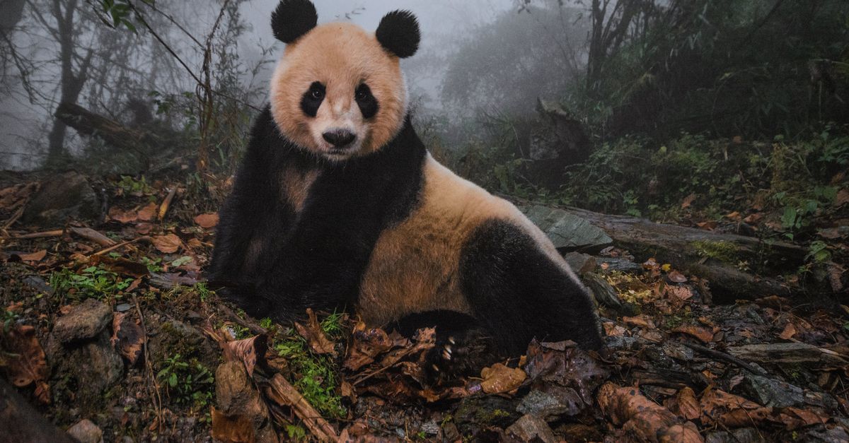 In het spoor van de panda’s - NRC
