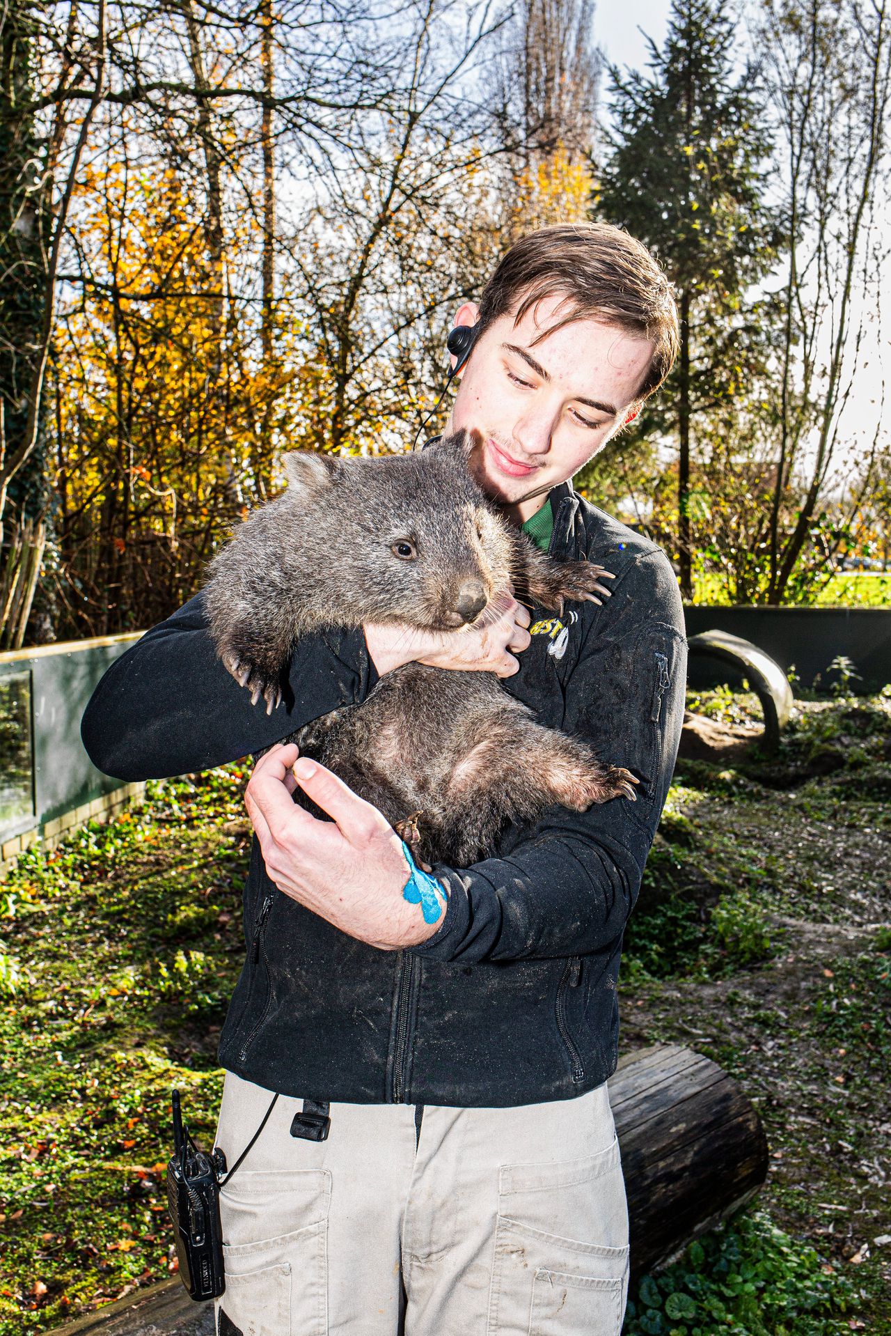 De poep van de Nederlandse wombat bestaat uit zachte kubusjes - NRC