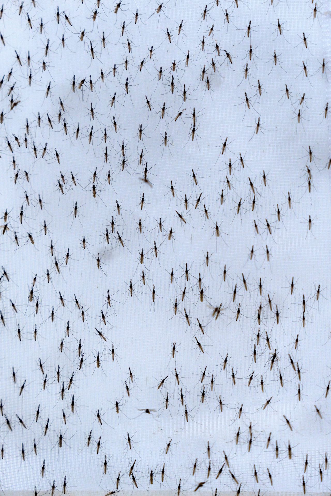 Zo werkt een malariavaccin op basis van een genetisch gemodificeerde ...