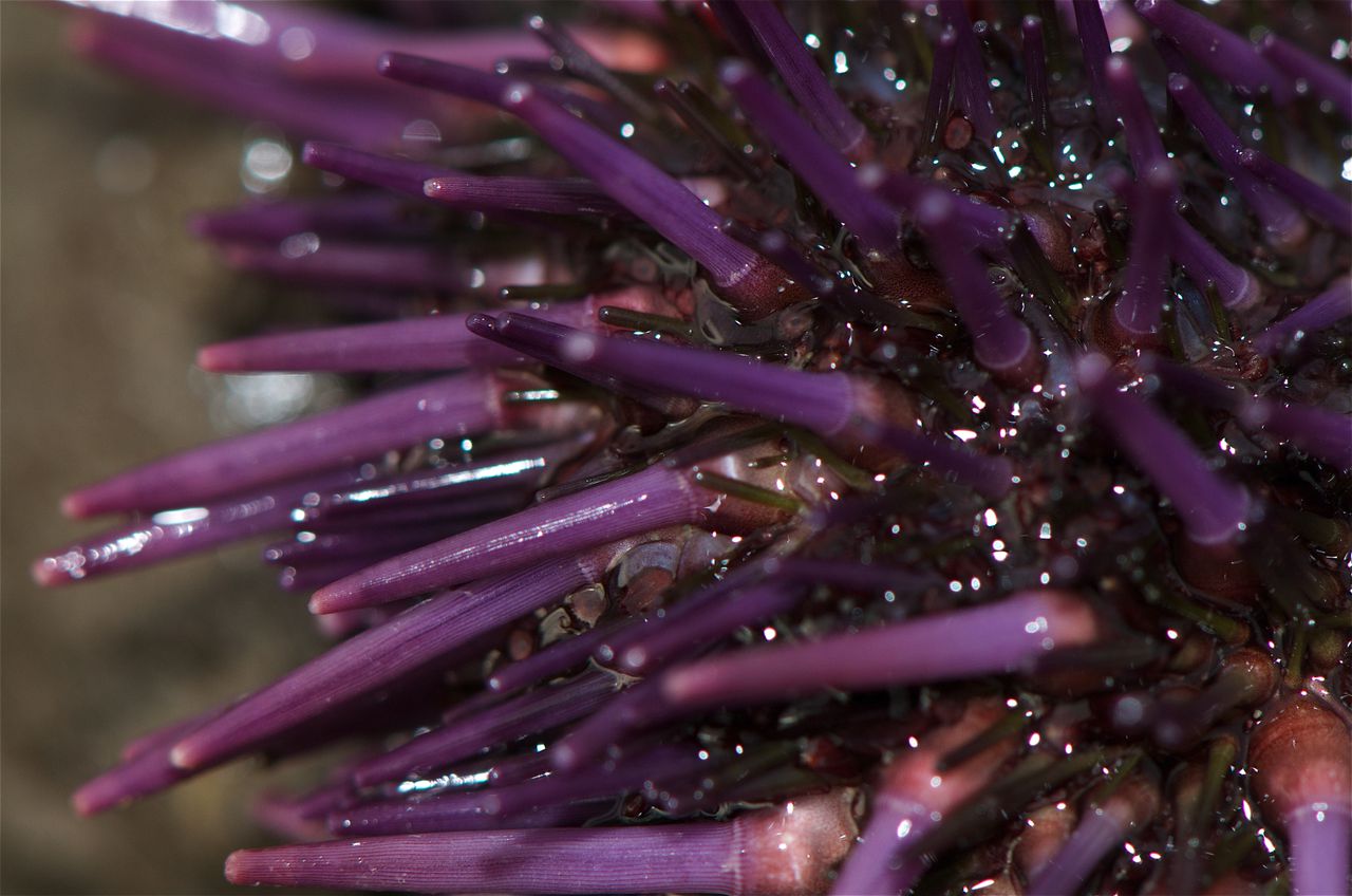 Een zee-egel heeft ogen in zijn voetjes - NRC