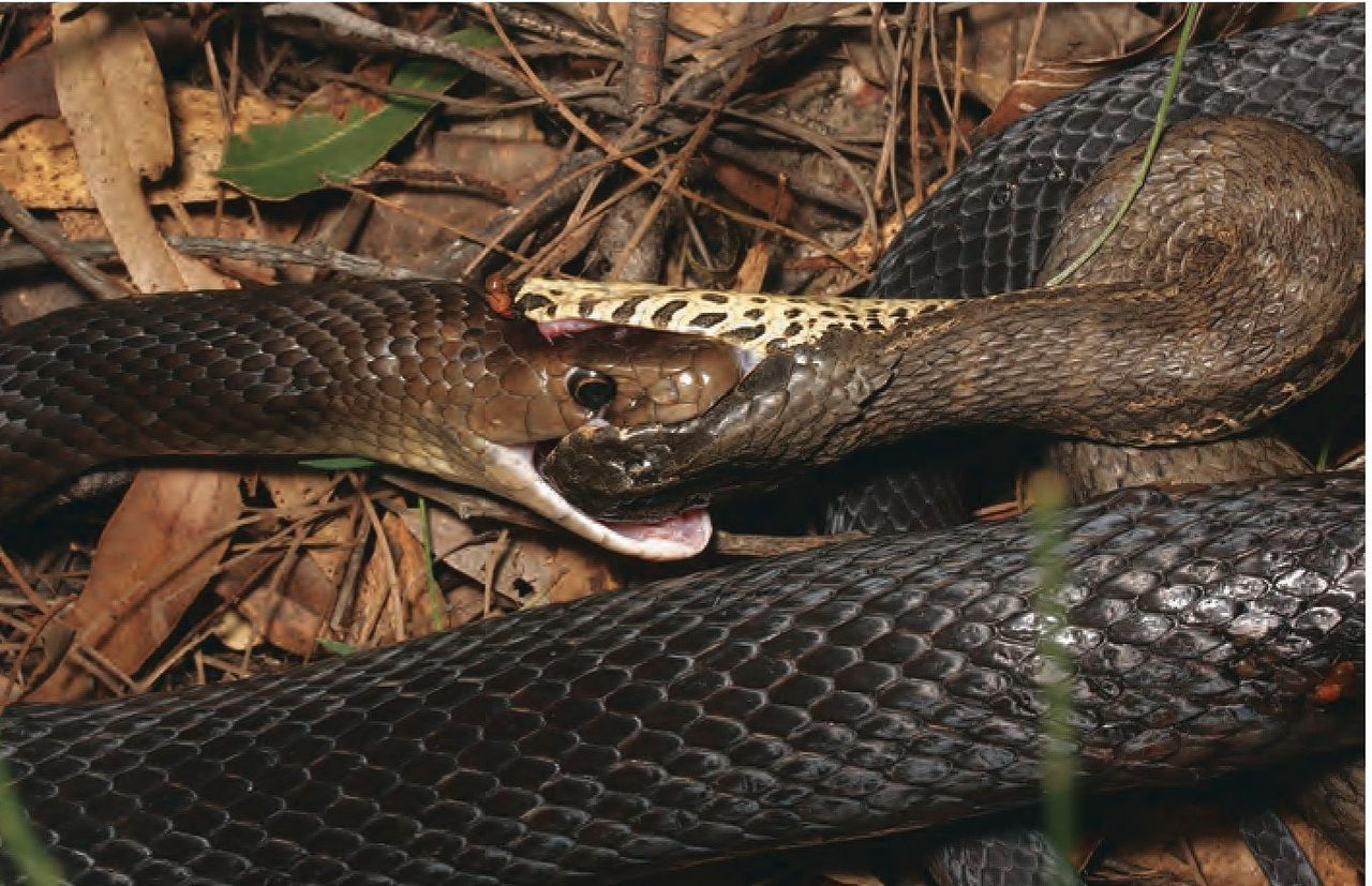 Kunnen gifslangen tegen slangengif? - NRC
