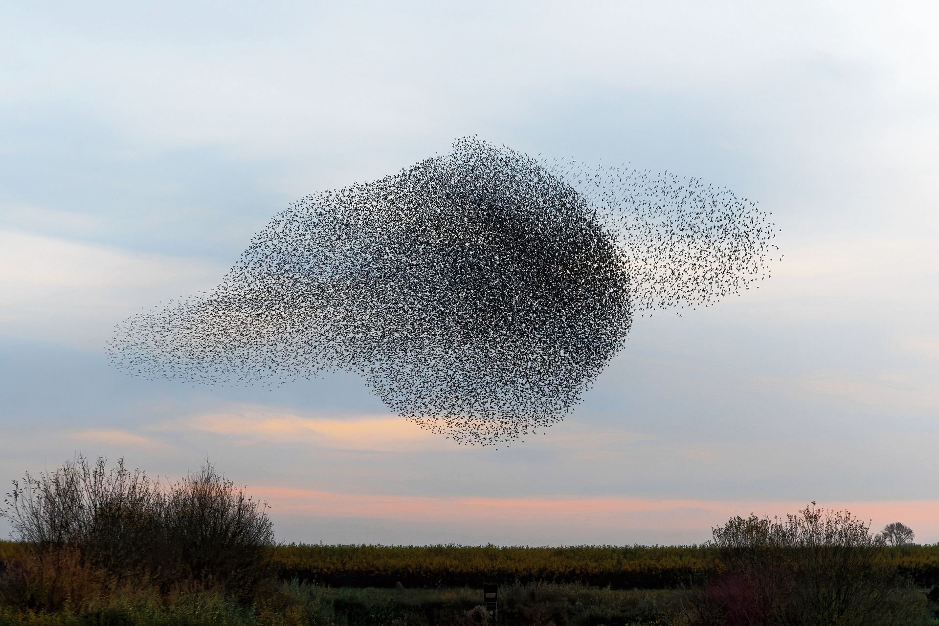 Is er een leider in een zwerm vogels? - NRC