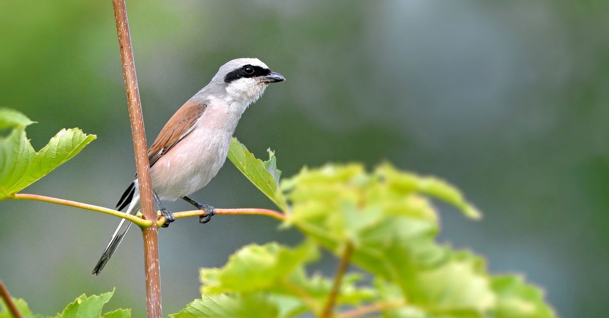Deze zingende bandiet spietst zijn prooien - NRC