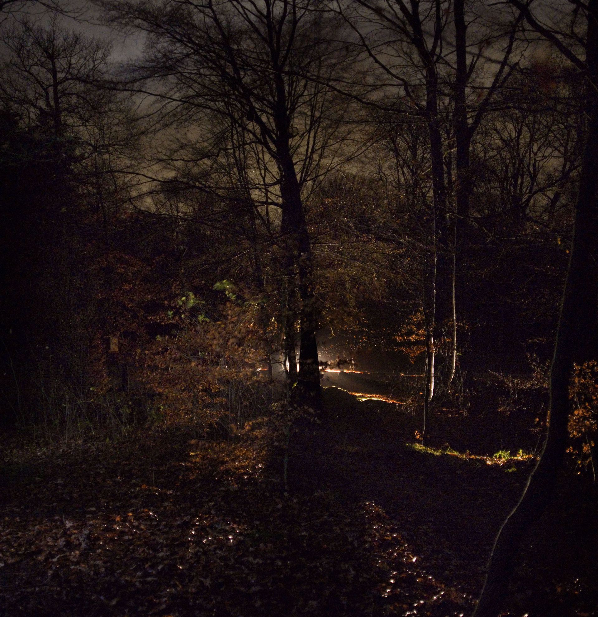 Wat bomen doen in het donker - NRC