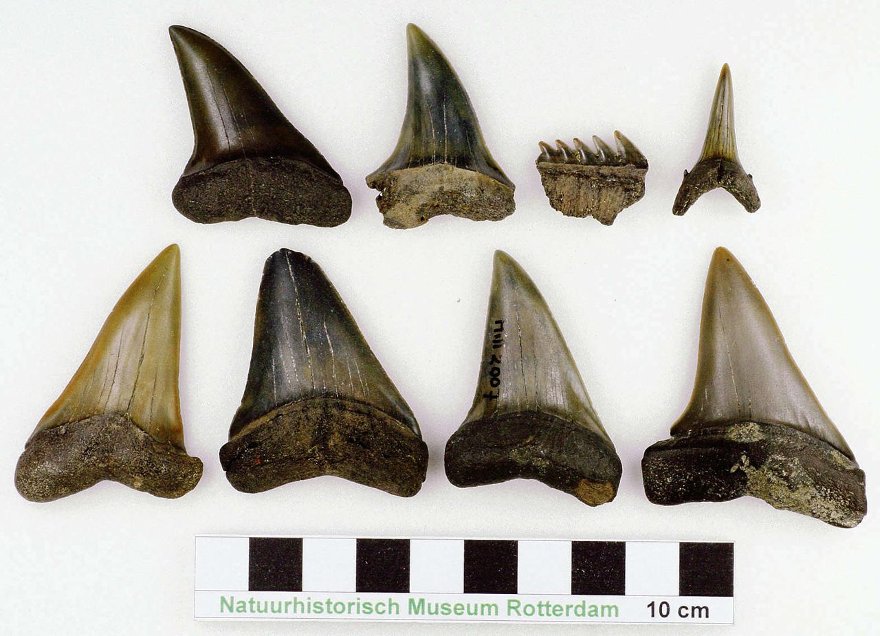 Identificatie Van Haaientanden