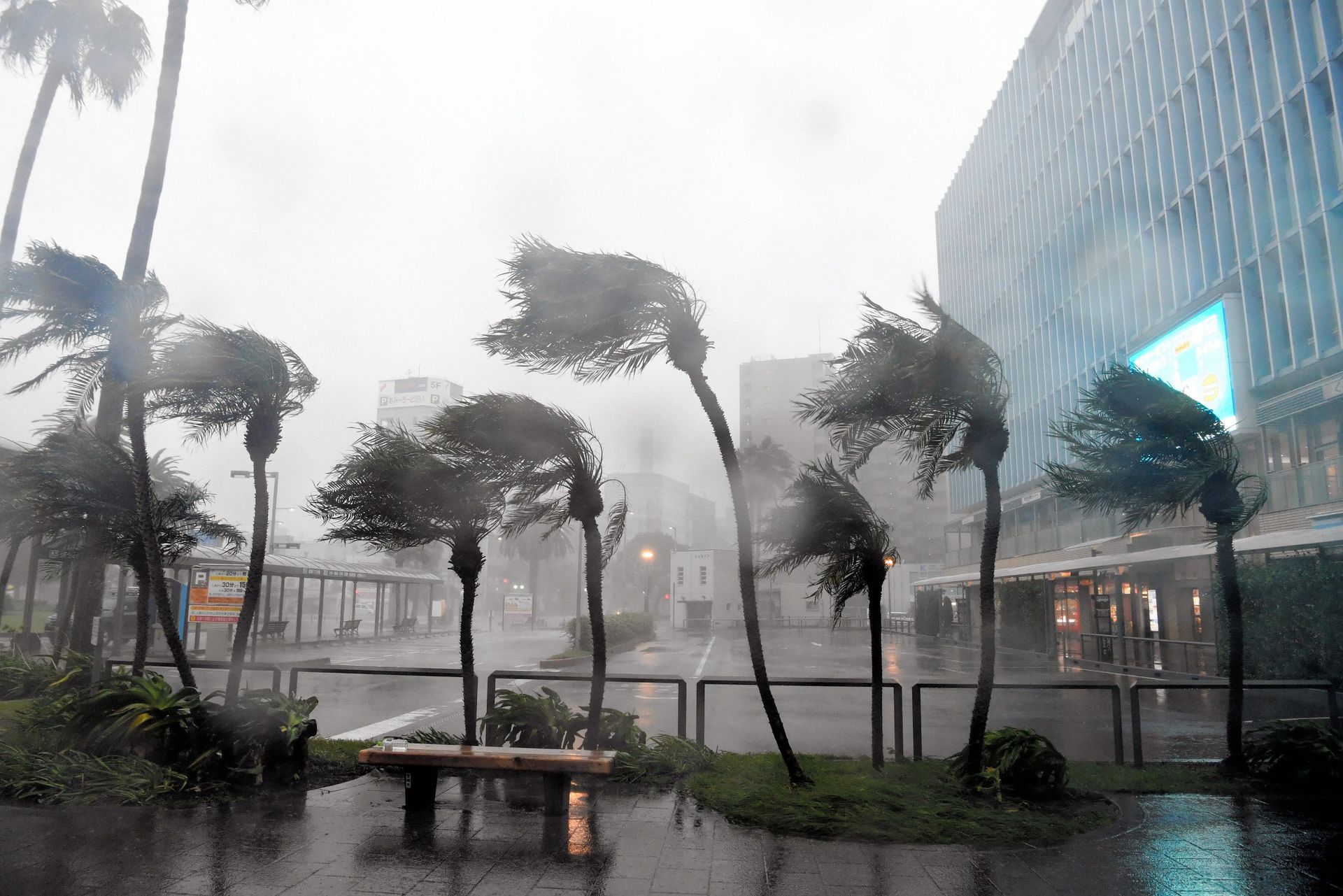 Bomen steunen elkaar bij storm - NRC