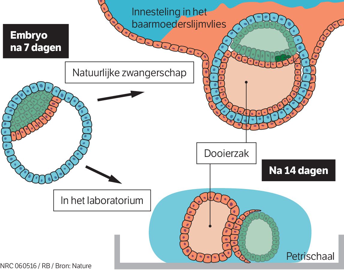 Embryo kan twee weken leven in petrischaaltje in lab - NRC