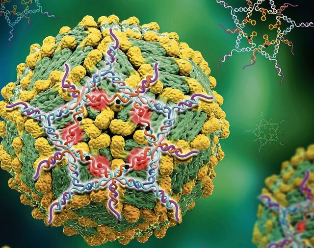 Een sterretje tegen knokkelkoorts - NRC