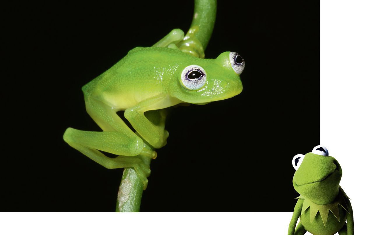 Kermit: Nieuwe glaskikker heeft direct bijnaam - NRC