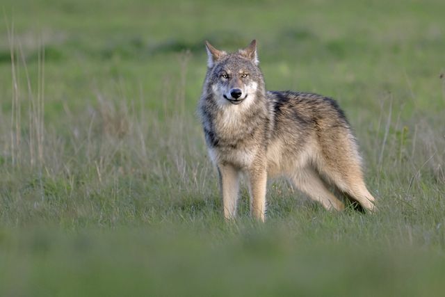 Wolven, prooidieren en mensen worden in nationaal park De Hoge Veluwe ...