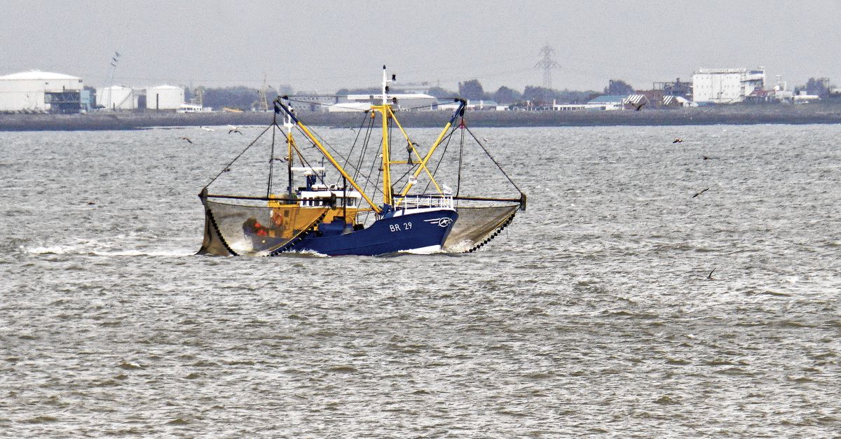 RIVM: eet zo min mogelijk vis uit de Westerschelde - NRC