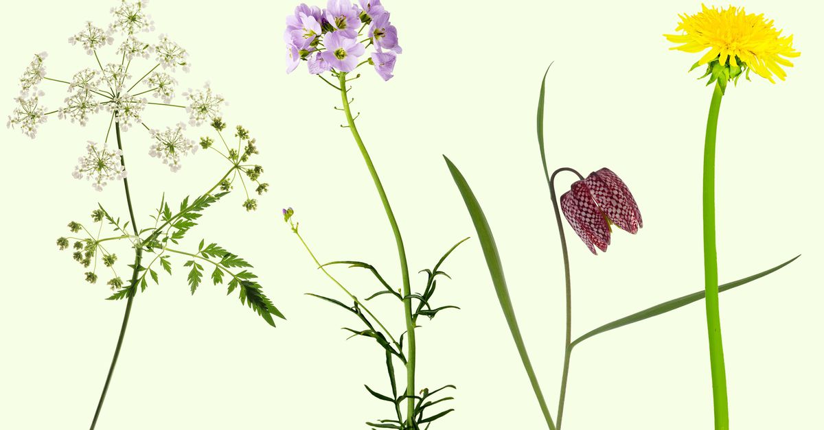 De tulp? Die wordt het niet, want die is al nationale bloem van Turkije ...