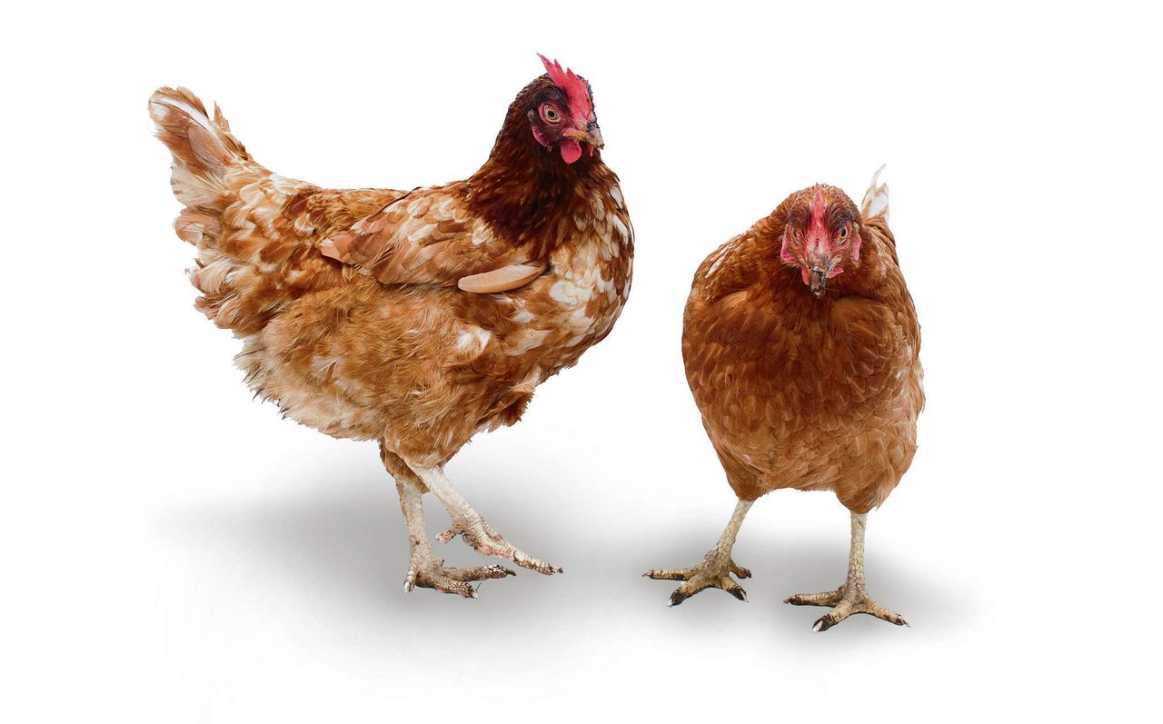 ‘Nieuwe Hollandse kip’ of toch gewoon plofkip? - NRC