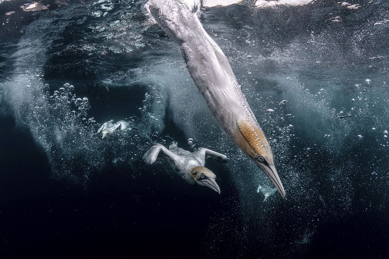 Beeldschoon, mysterieus maar ook zorgwekkend: de beste oceaanfoto’s van ...