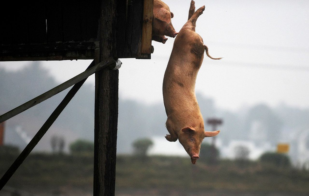 Kijken: Chinese varkens maken een ‘bommetje’ vanaf steiger - NRC