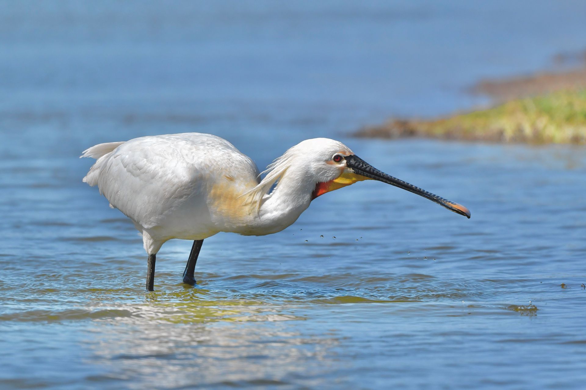 Elegante visser in een smetteloos witte smoking - NRC