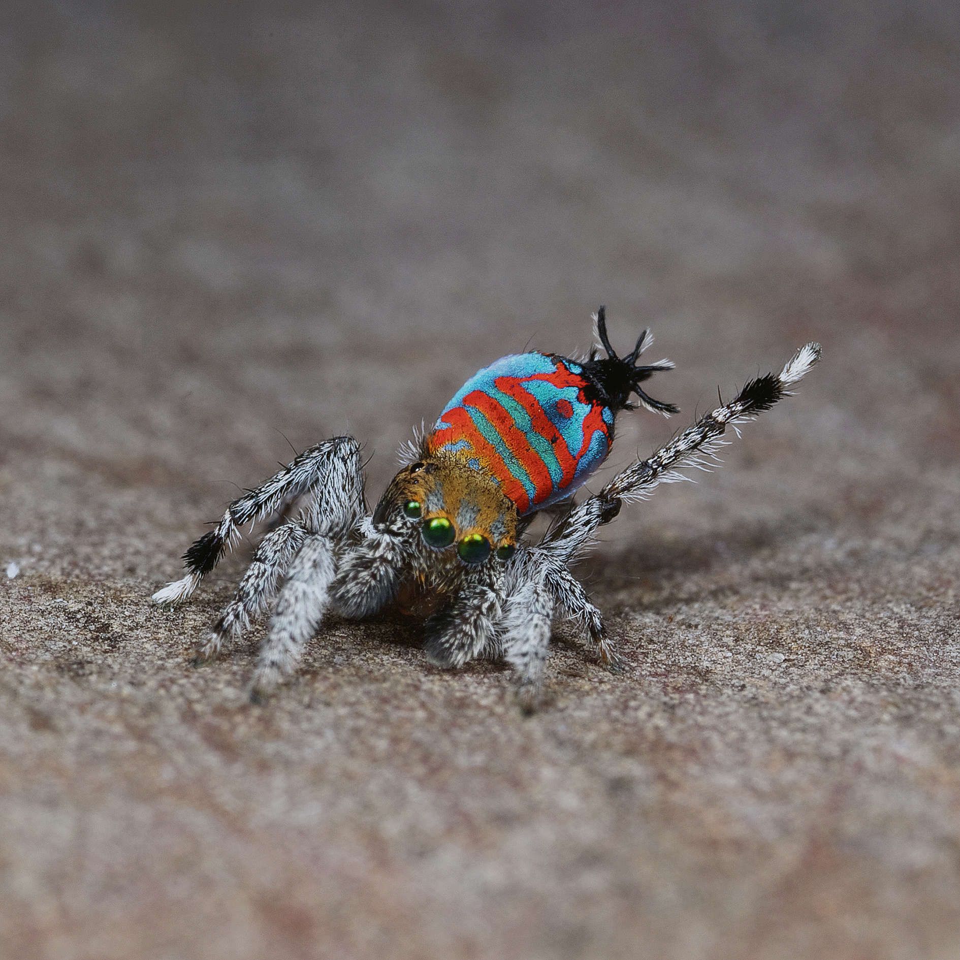 De paringsdans van een net ontdekt pauwspinnetje - NRC