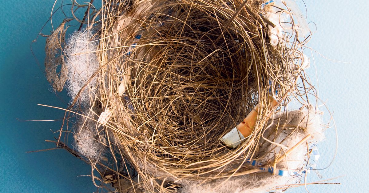 Waarom mussen graag peuken in hun nest leggen – en andere vormen van ...