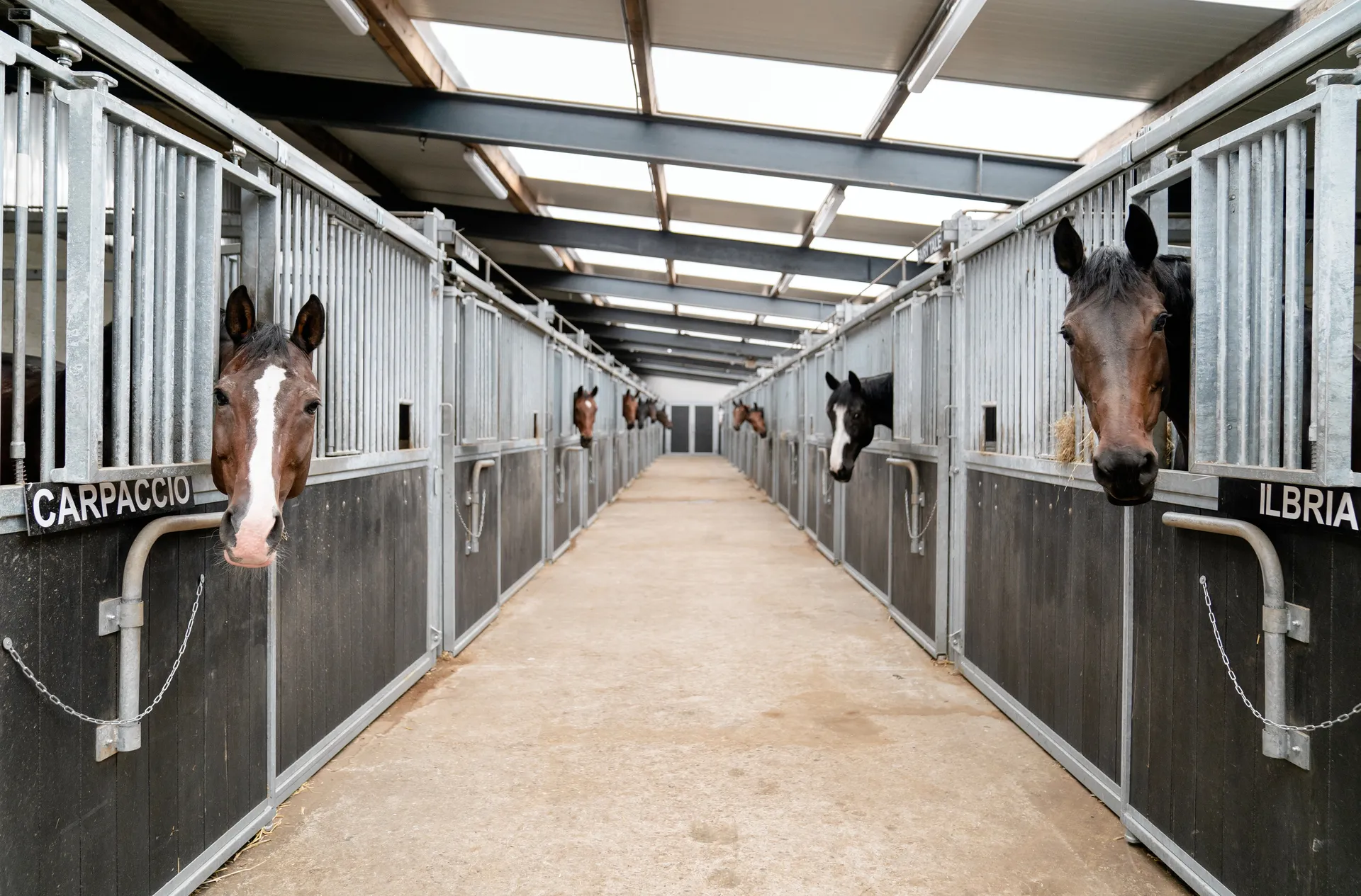 Ook paarden moeten scharrelen, maar veel maneges weten niet hoe - NRC