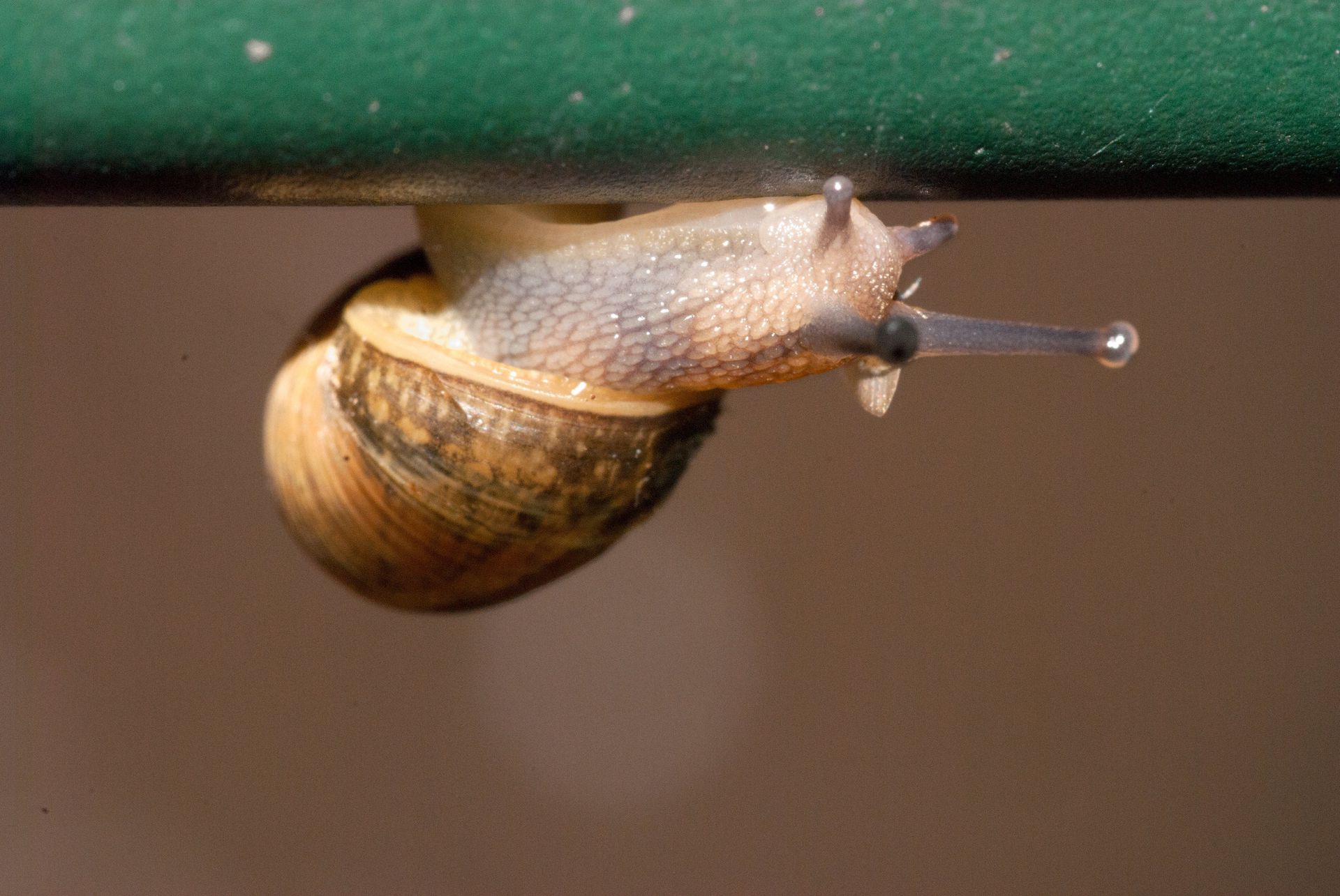 Hoe kunnen slakken feilloos de weg vinden naar planten op het balkon? - NRC