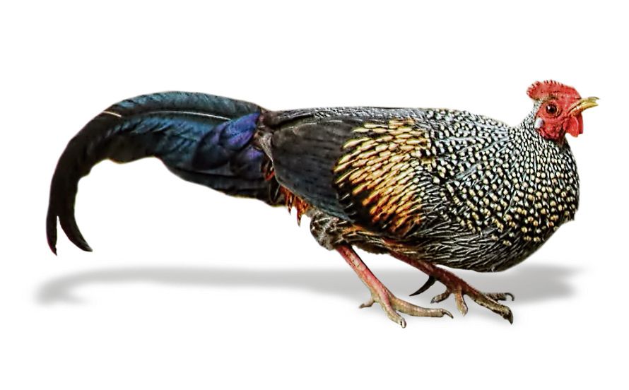 De eerste kippen scharrelden in China - NRC