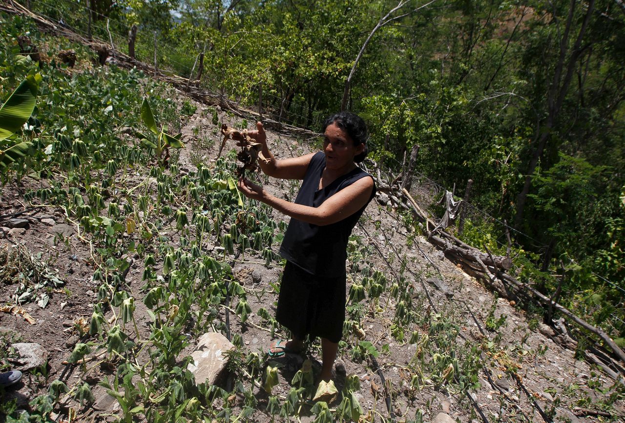 Aanhoudende droogte zorgt voor grote voedseltekorten Guatemala - NRC