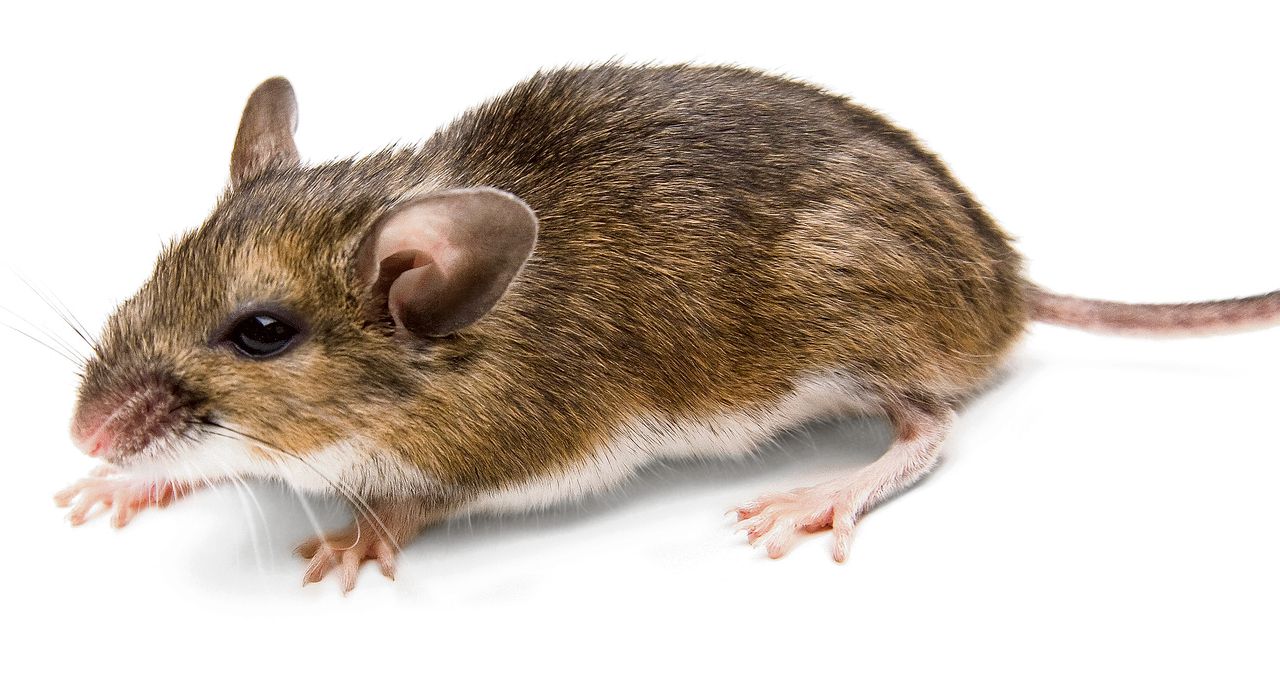 New Yorkse muizen ontwikkelen eigen soort - NRC