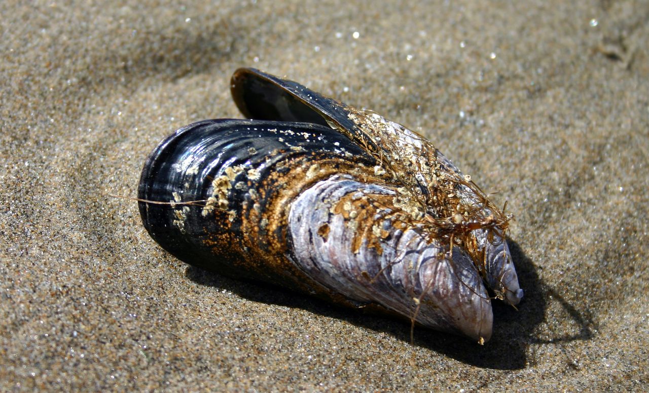 Oudste dier ter wereld 410 jaar - NRC