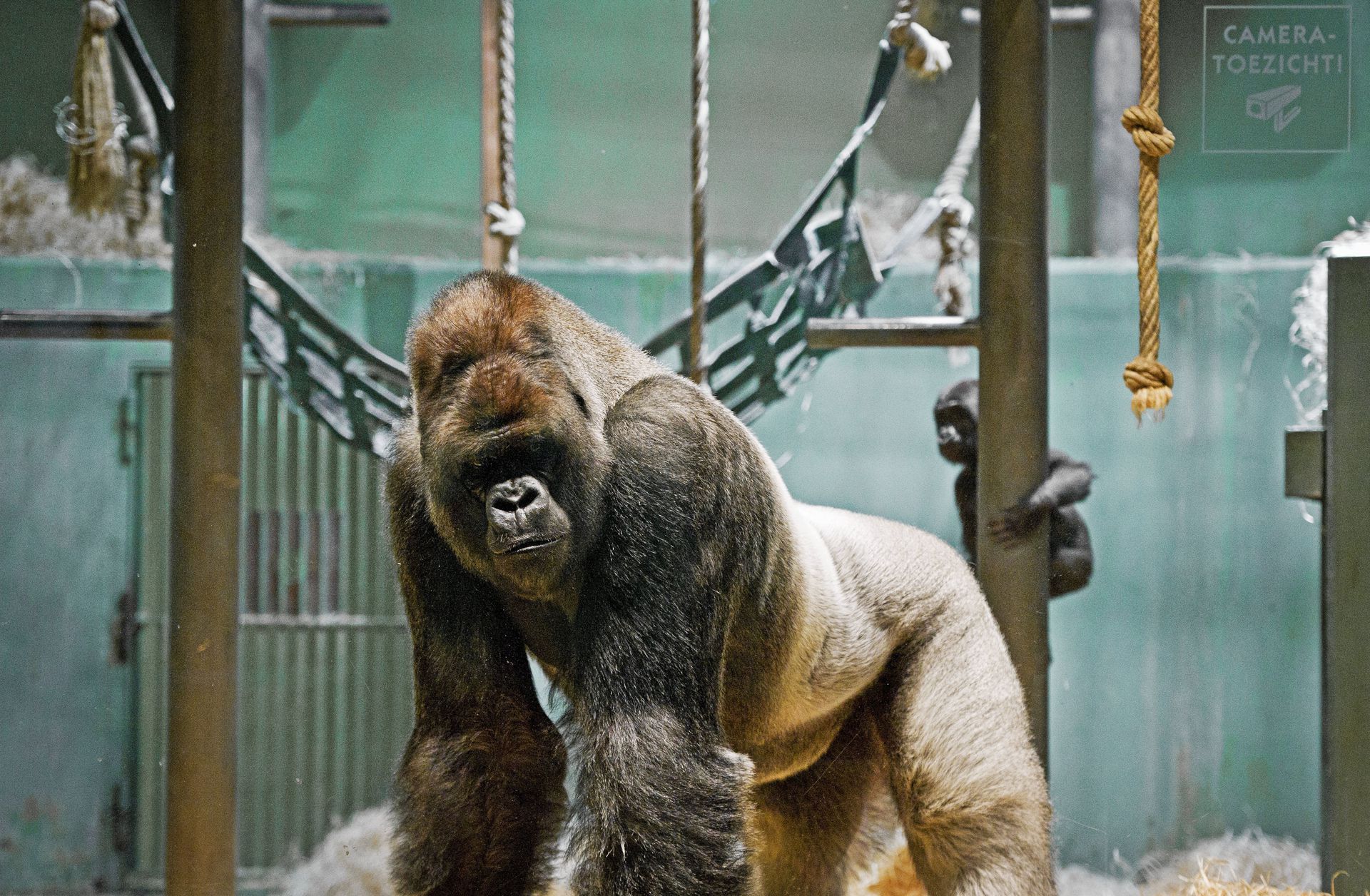 Bokito, de zilverruggorilla die een vrouw aanviel maar ‘geen kwaad in de zin had’ - NRC