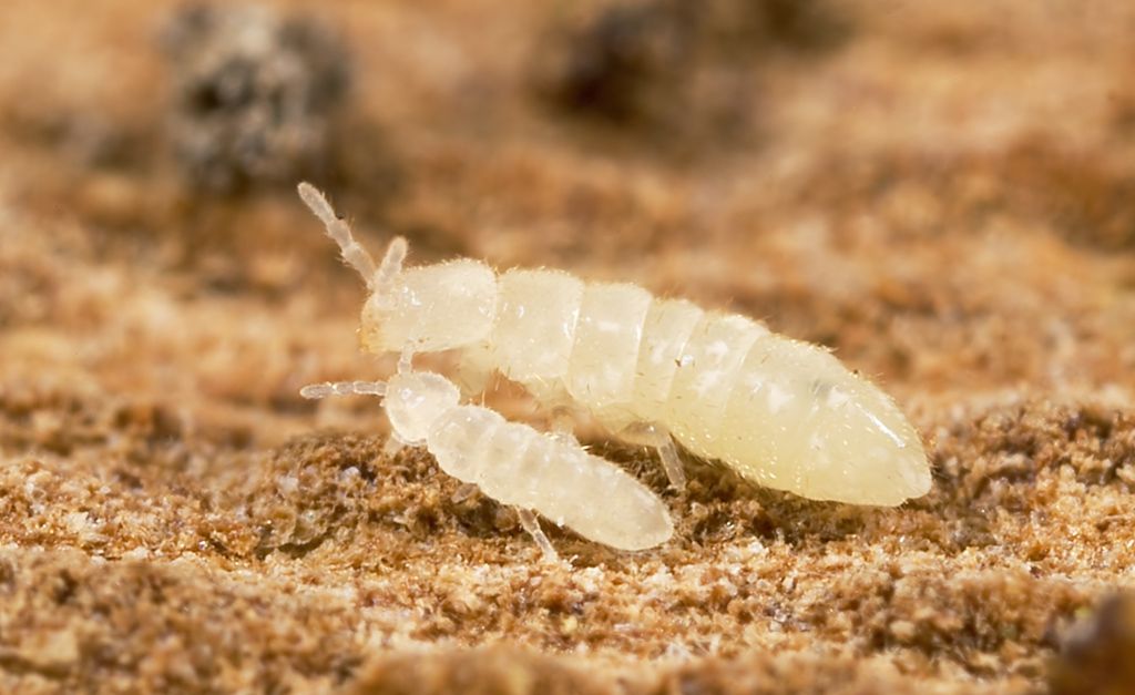 Springstaart test bodemvervuiling - NRC