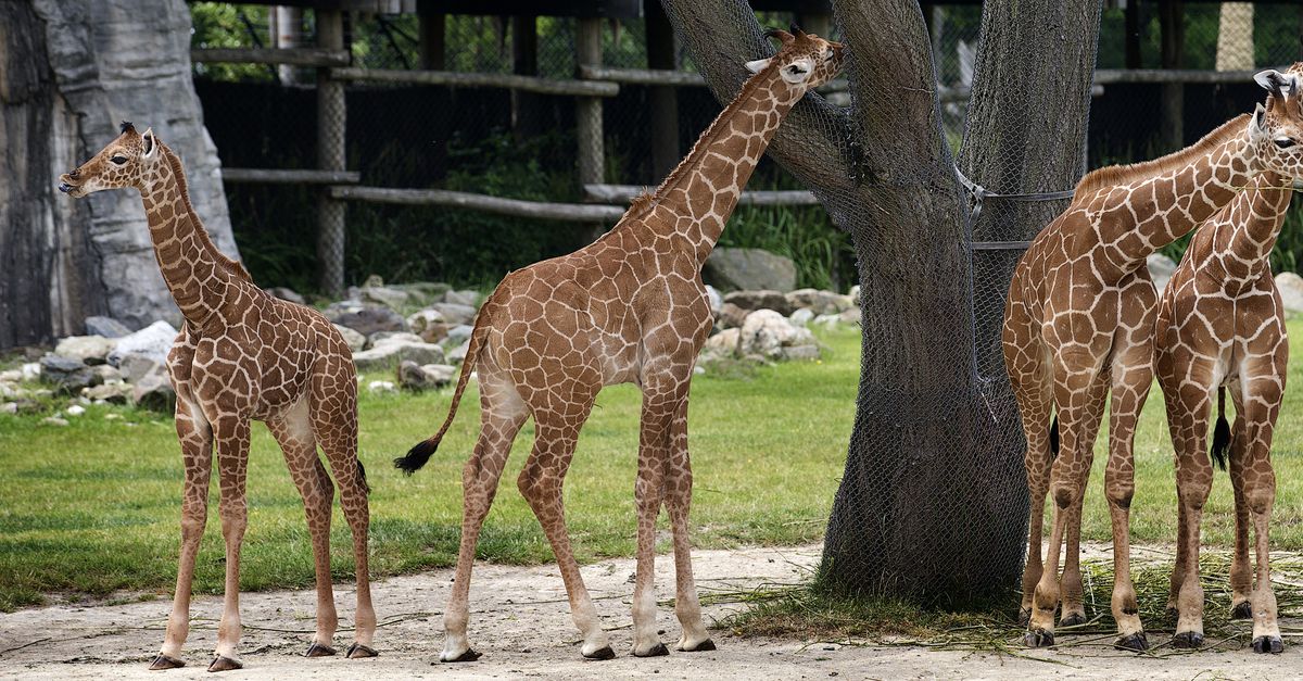 Voer de giraffen aan de leeuwen - NRC