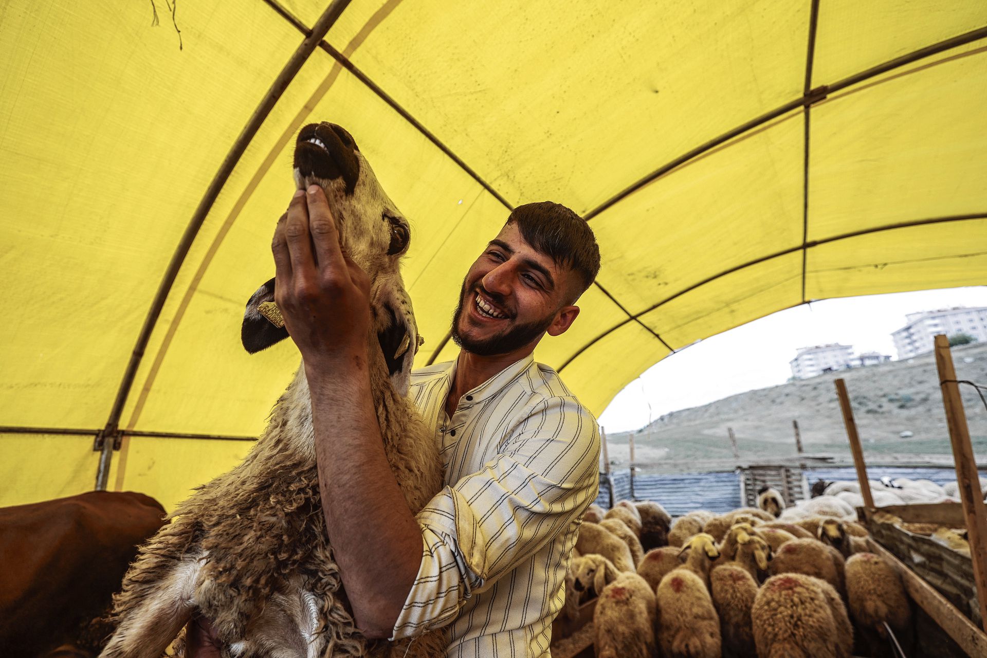 Lamsbout bij het Offerfeest kan in Turkije een stem opleveren - NRC