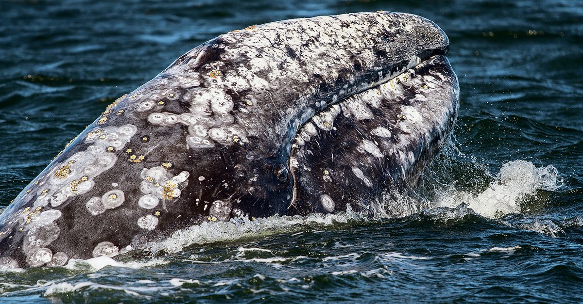 Grijze walvis breekt trekrecord zoogdieren - NRC