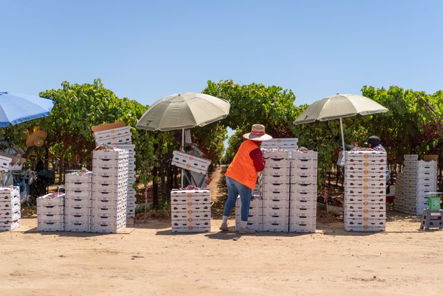 Plattelandsarbeiders zonder papieren voeden de VS. Durft Trump ze toch uit te zetten? - NRC