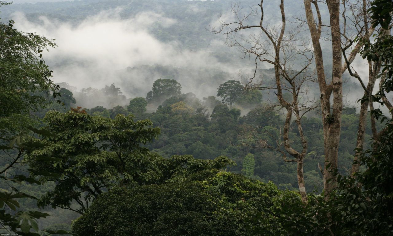 Laura van der Wal - NRC